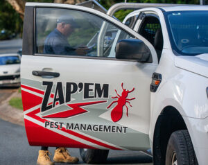 Pest Control Gold Coast: Choose Zapem Pest Management